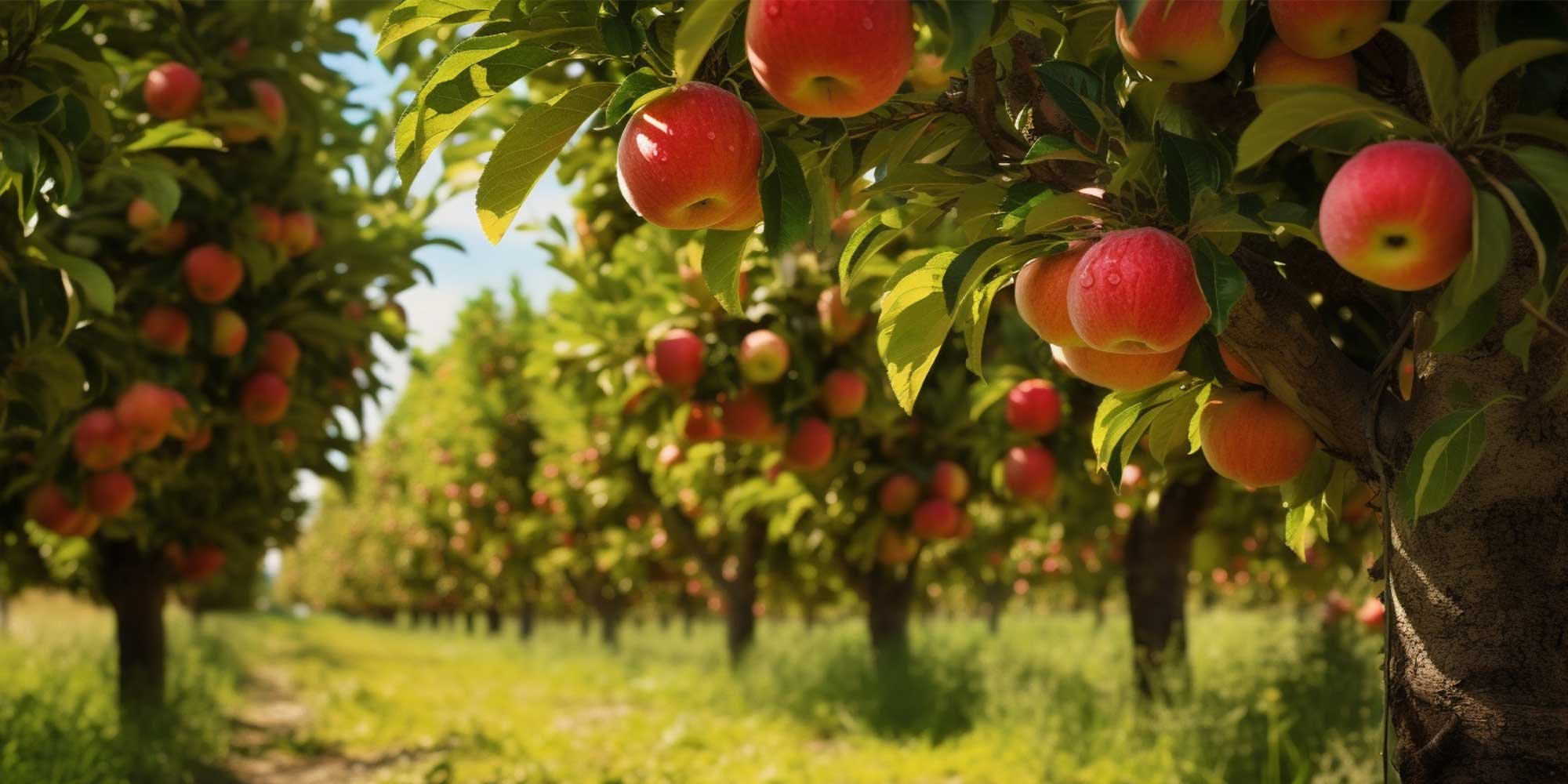 SQF Certification | SQF Audit | SQF Meaning