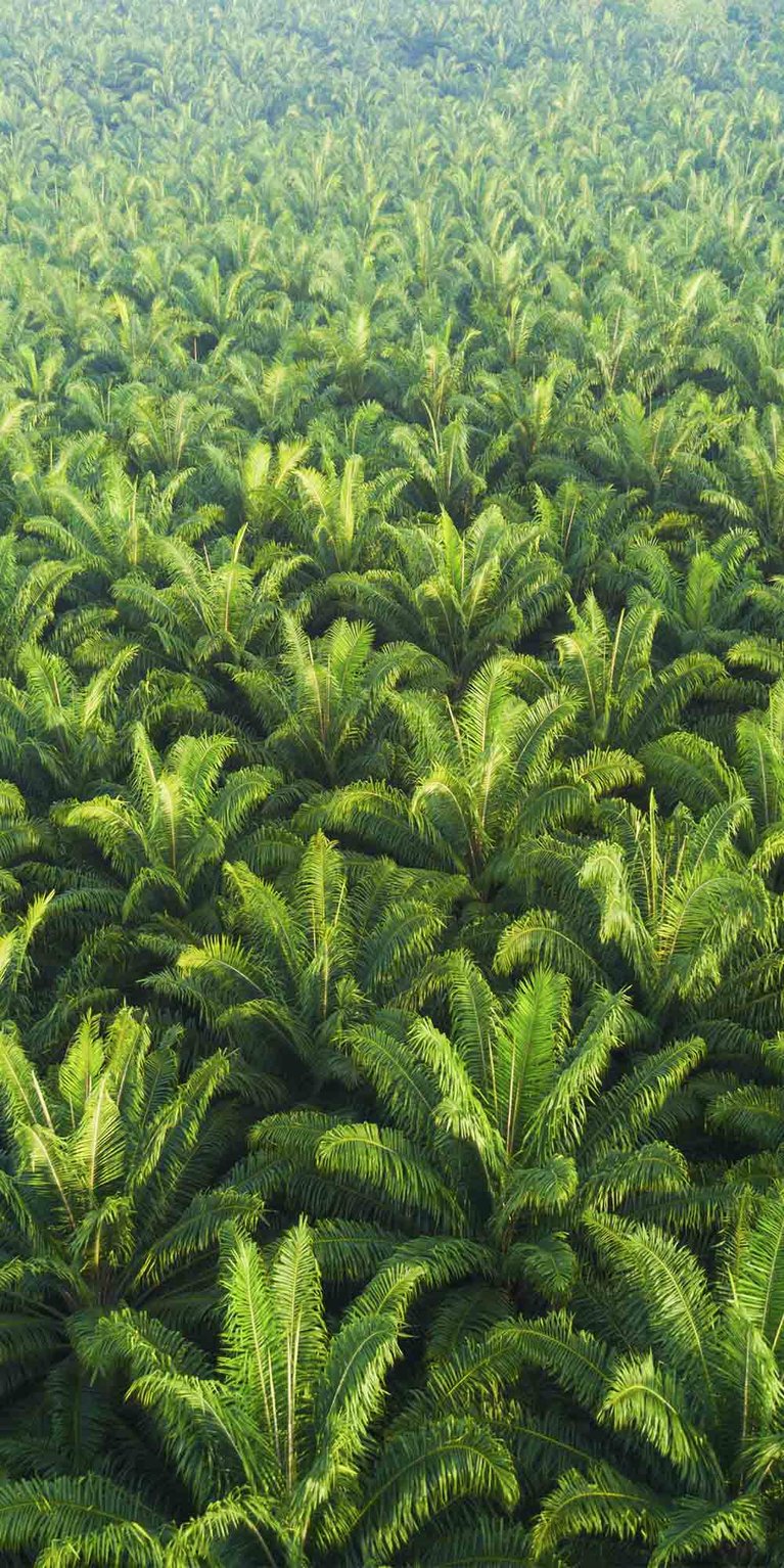 RSPO Certification | RSPO Certified | RSPO Palm Oil | RSPO Meaning